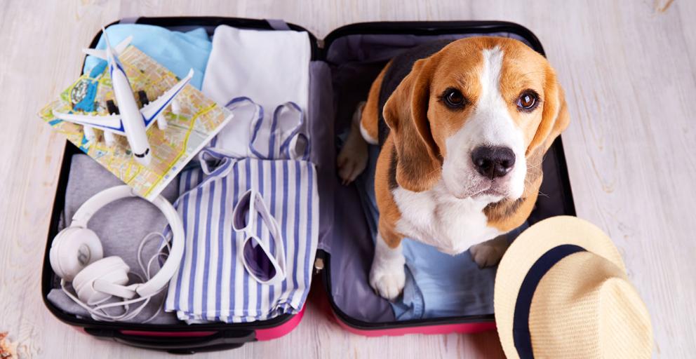 Border Entry Requirements for Dogs Traveling to the U.S. | Alberta ...
